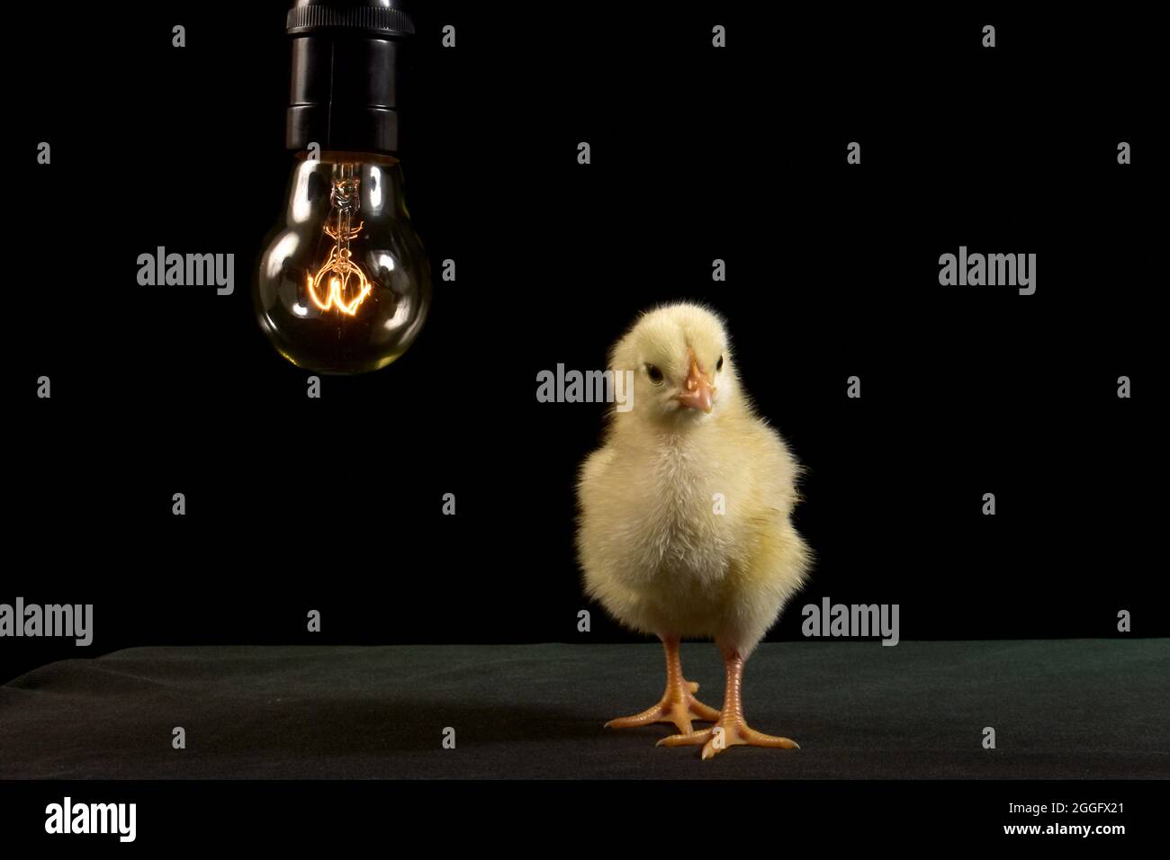 Cute chick with light bulb on black background Stock Photo - Alamy