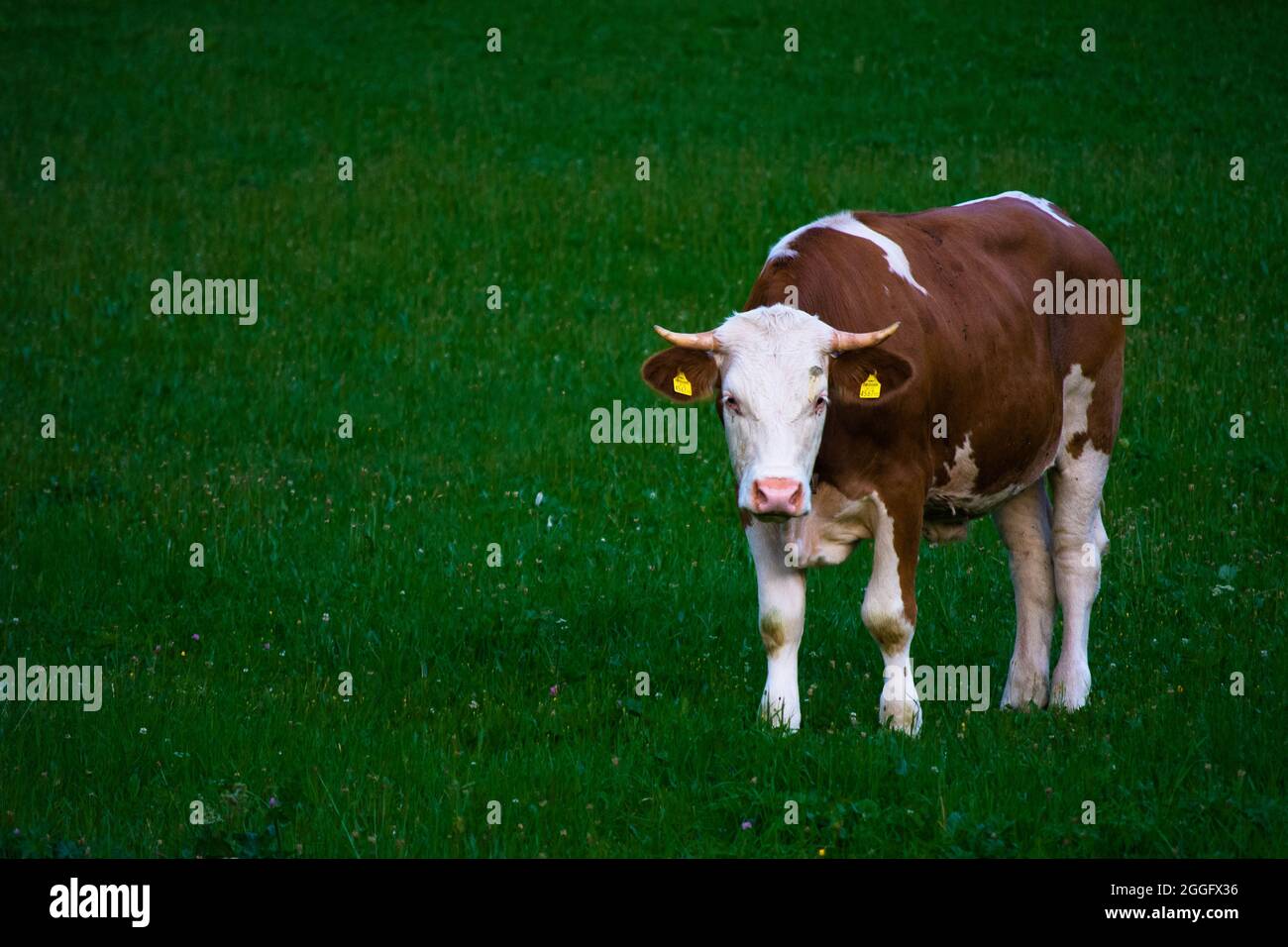 Domestic tur is a species or subspecies of the family Turovité, a farm ...