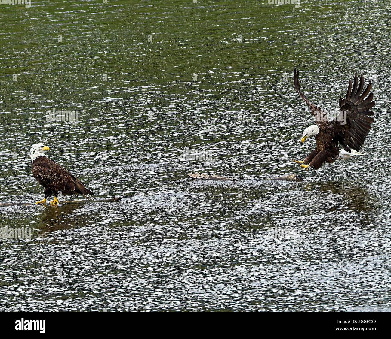 American Bald Eagle Stock Photo - Alamy