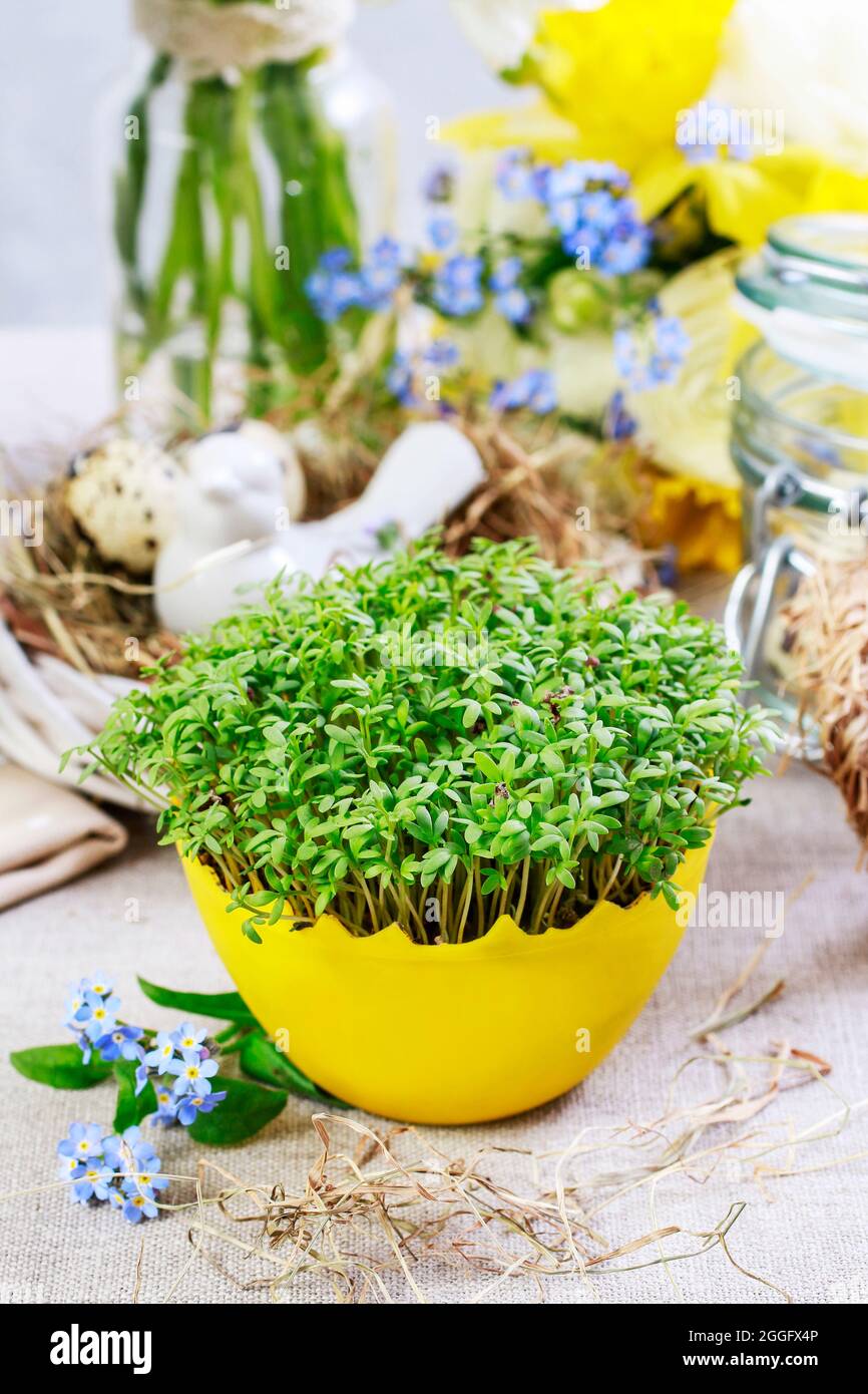 Easter table rustic decorations with cuckoo flower, hay and forget me ...