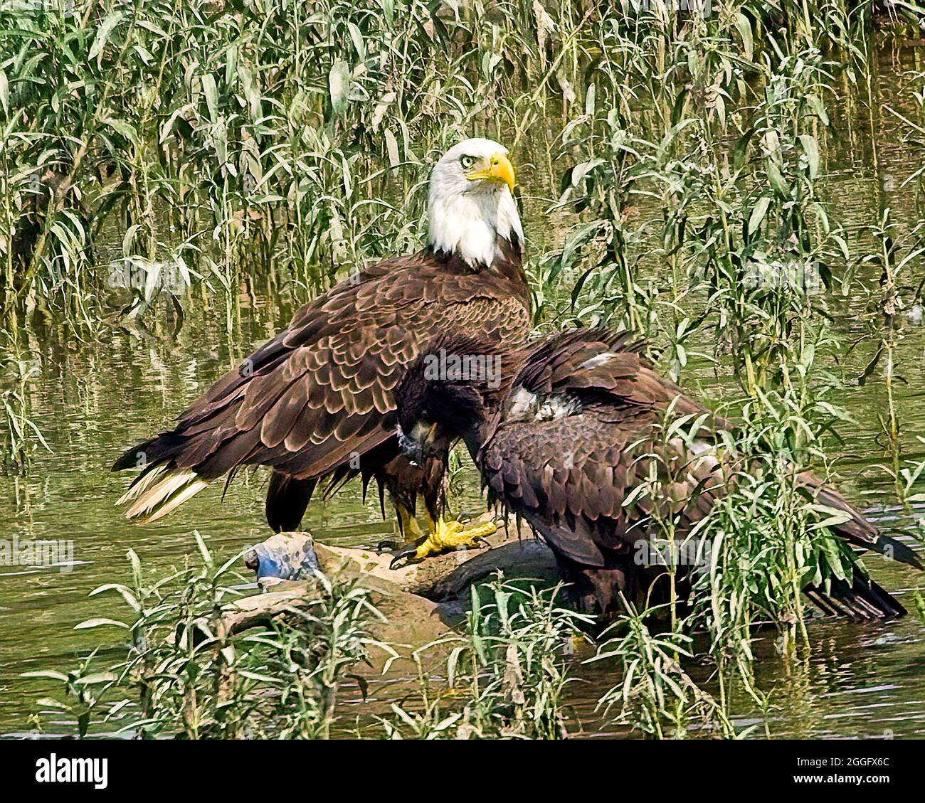 American Bald Eagle Stock Photo - Alamy