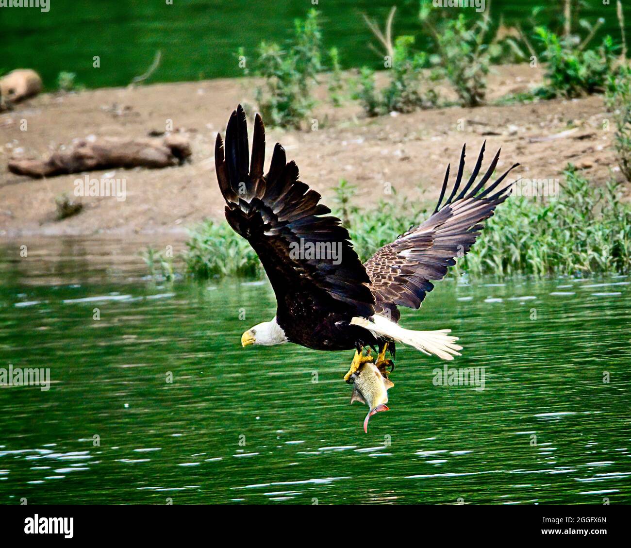 American Bald Eagle Stock Photo - Alamy