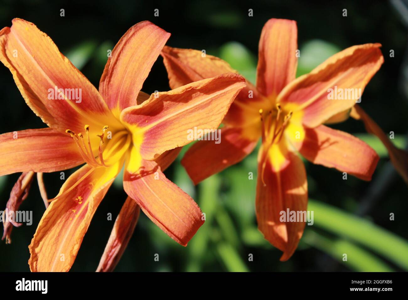 Open flowers hi-res stock photography and images - Alamy
