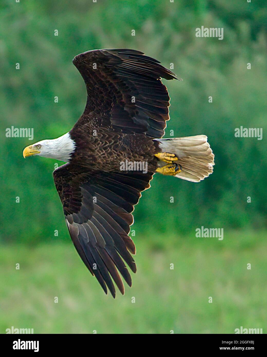 American Bald Eagle Stock Photo - Alamy