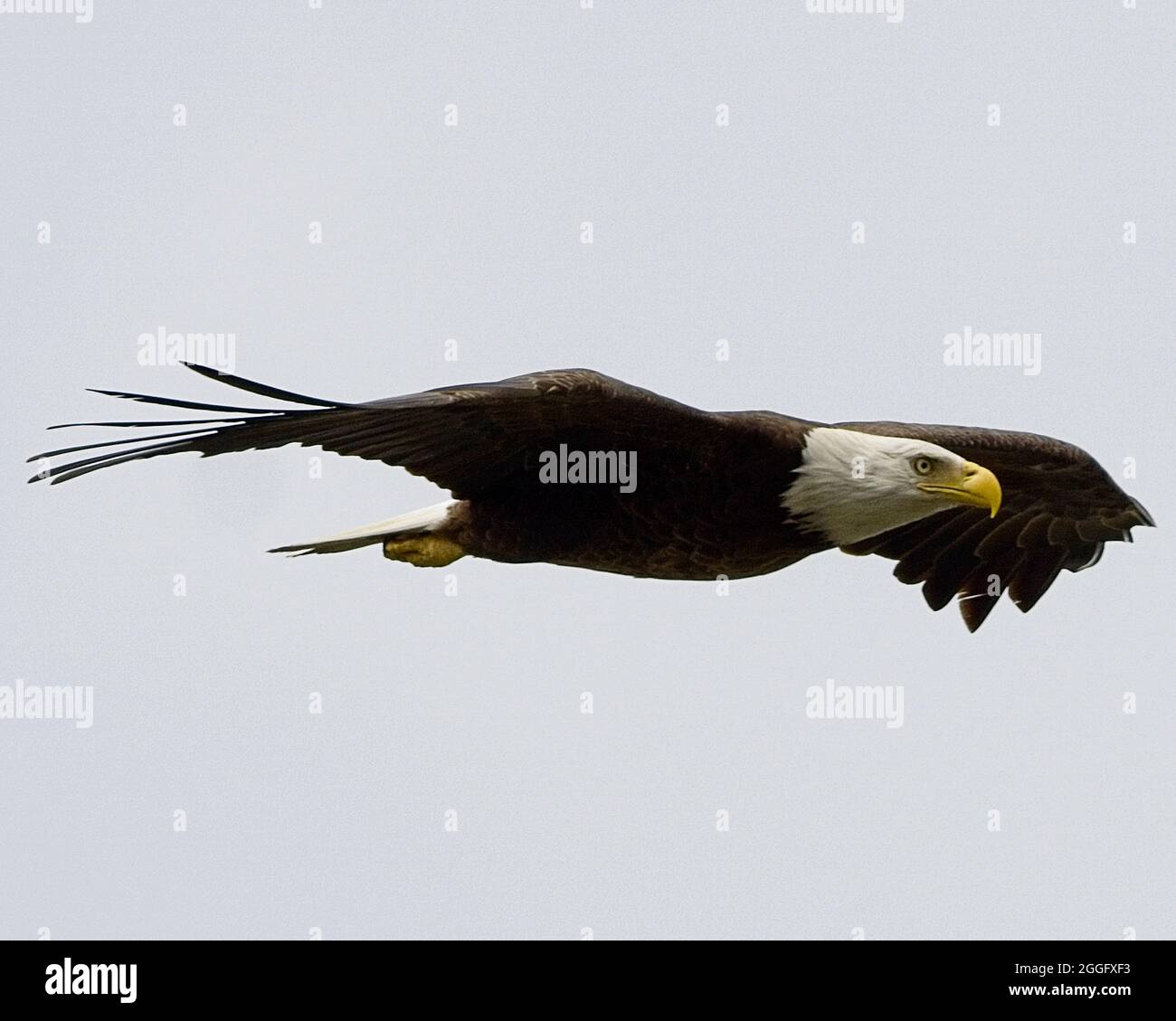 American Bald Eagle Stock Photo - Alamy