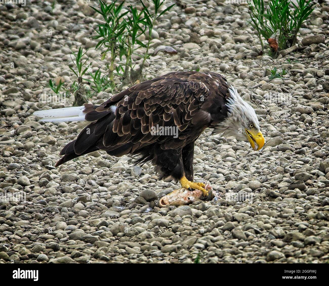American Bald Eagle Stock Photo - Alamy