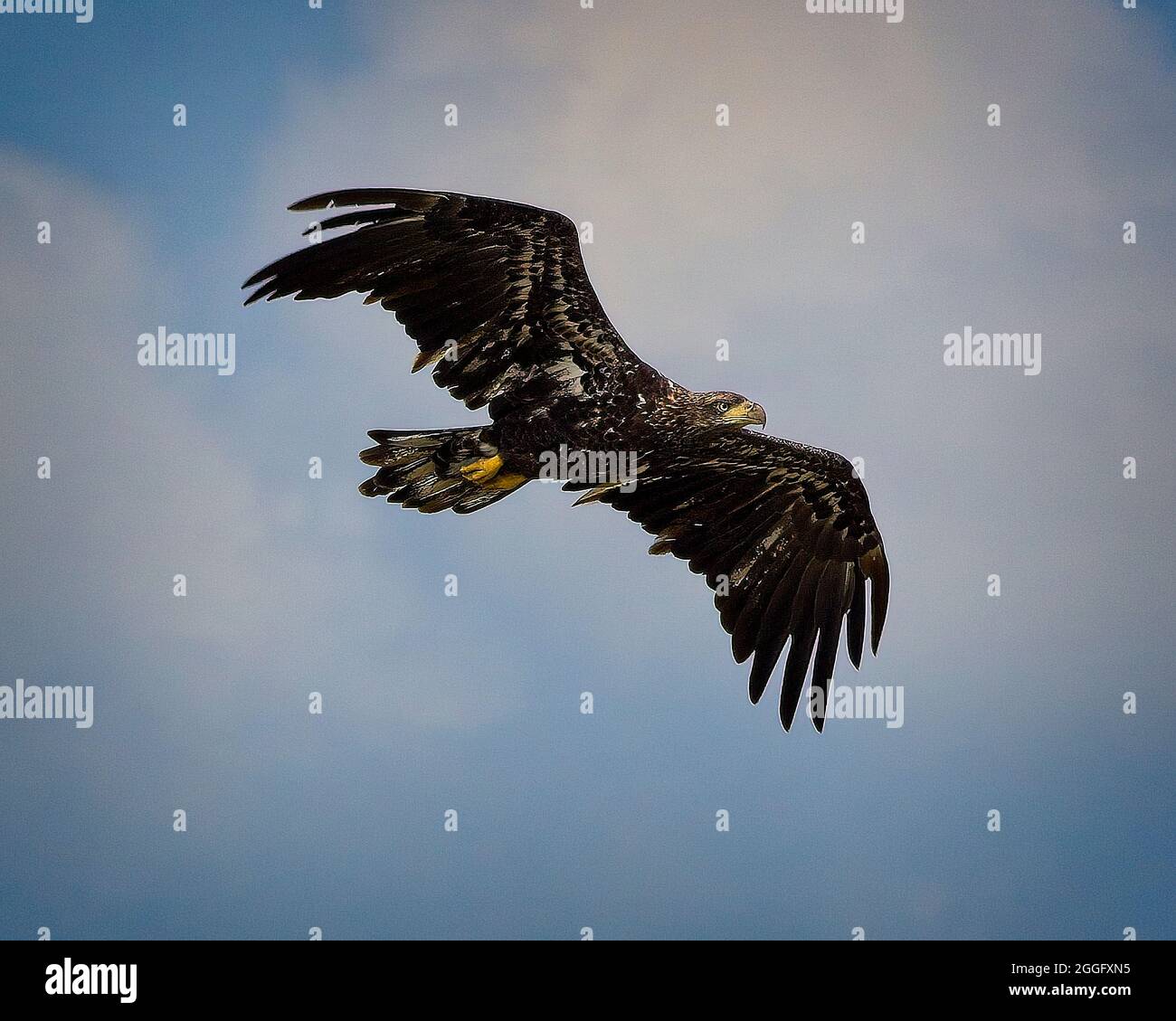 American Bald Eagle Stock Photo - Alamy
