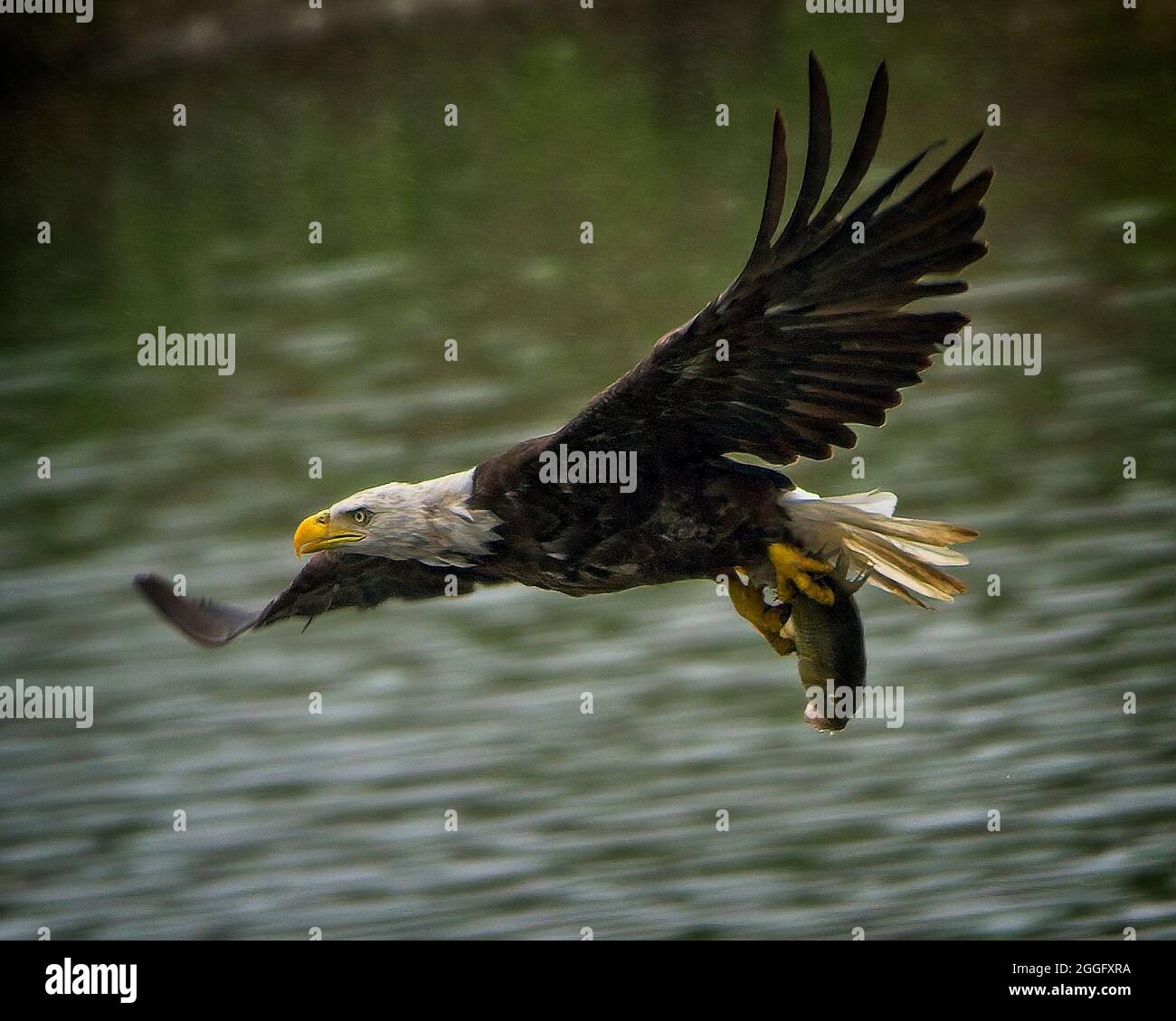 American Bald Eagle Stock Photo - Alamy
