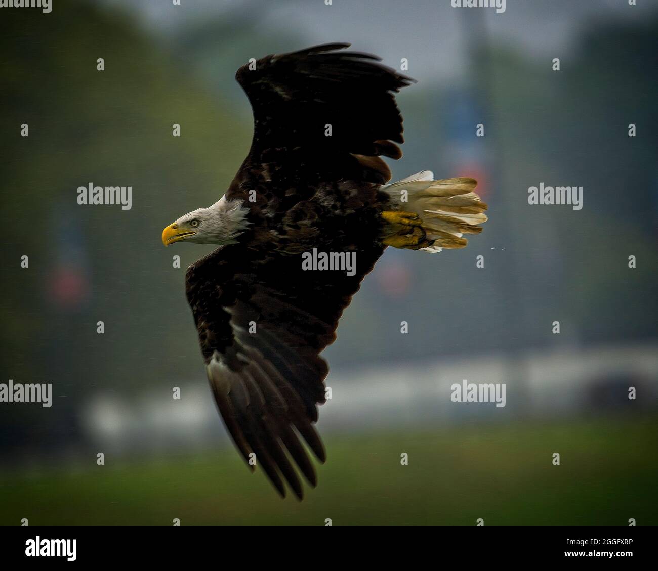 American Bald Eagle Stock Photo - Alamy