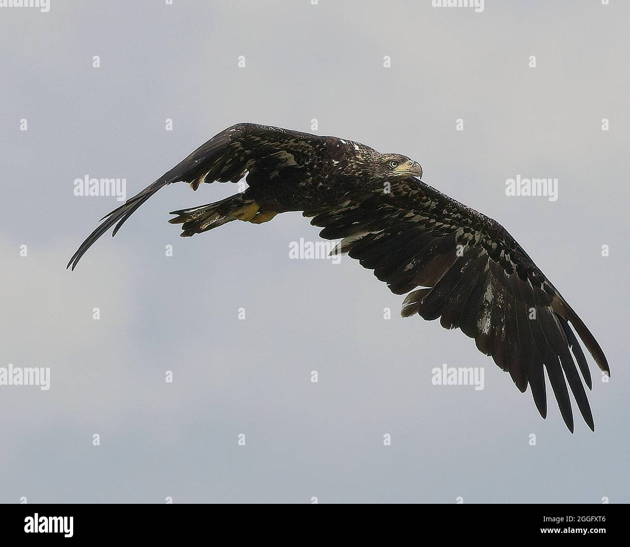 American Bald Eagle Stock Photo - Alamy