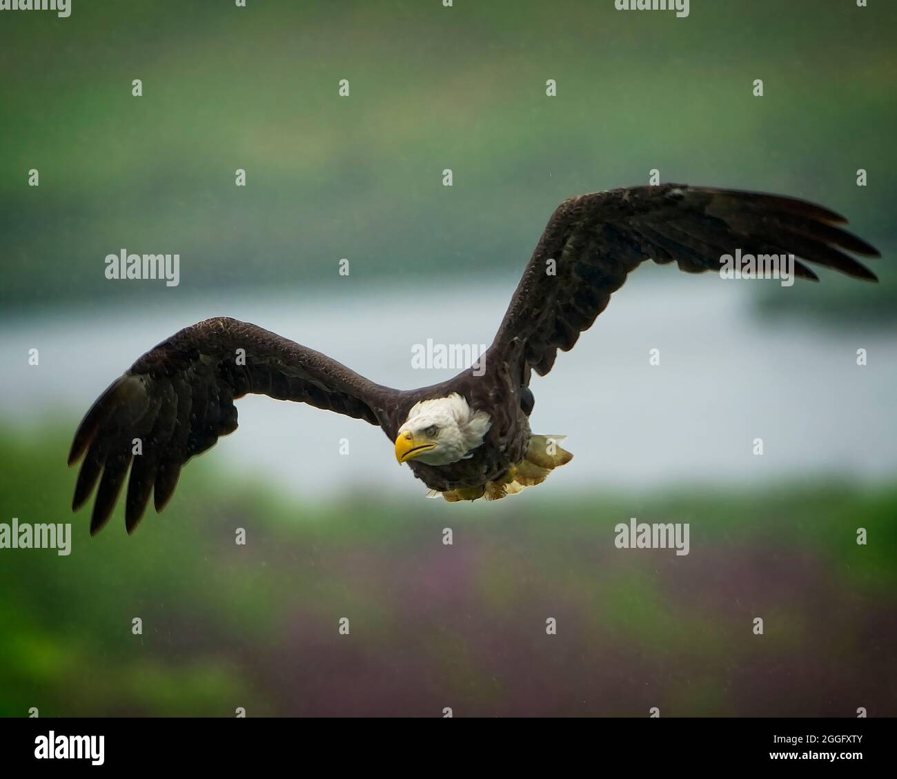 American Bald Eagle Stock Photo - Alamy