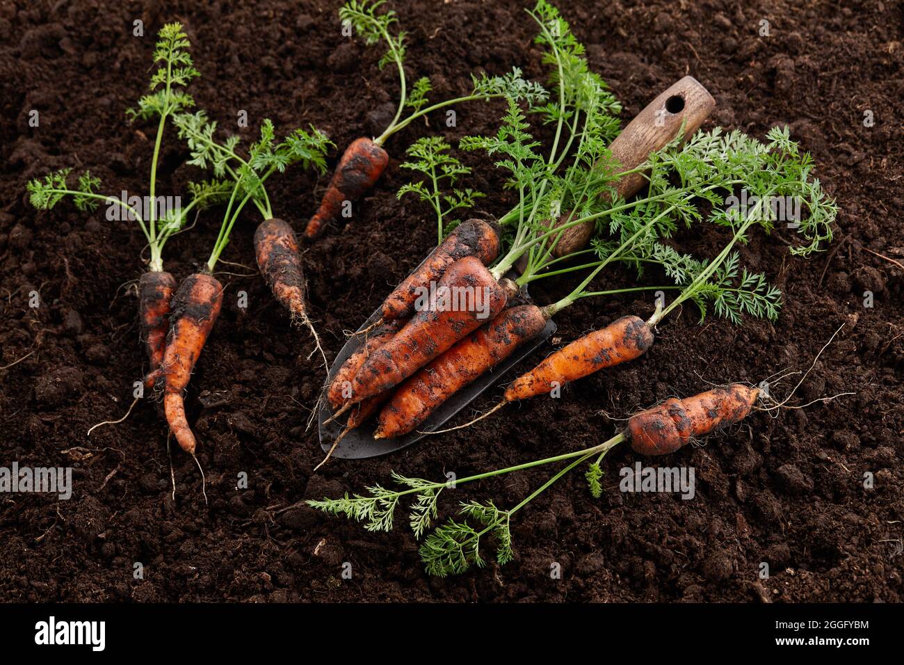 Fresh organic carrots with greens in garden Stock Photo - Alamy