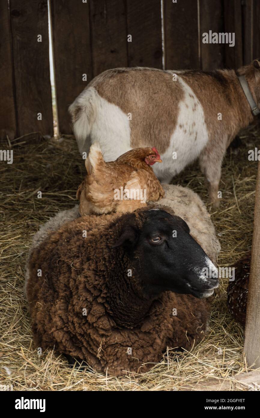 Chicken makes herself comfortable on the back. of a sheep. Lincoln, MA ...