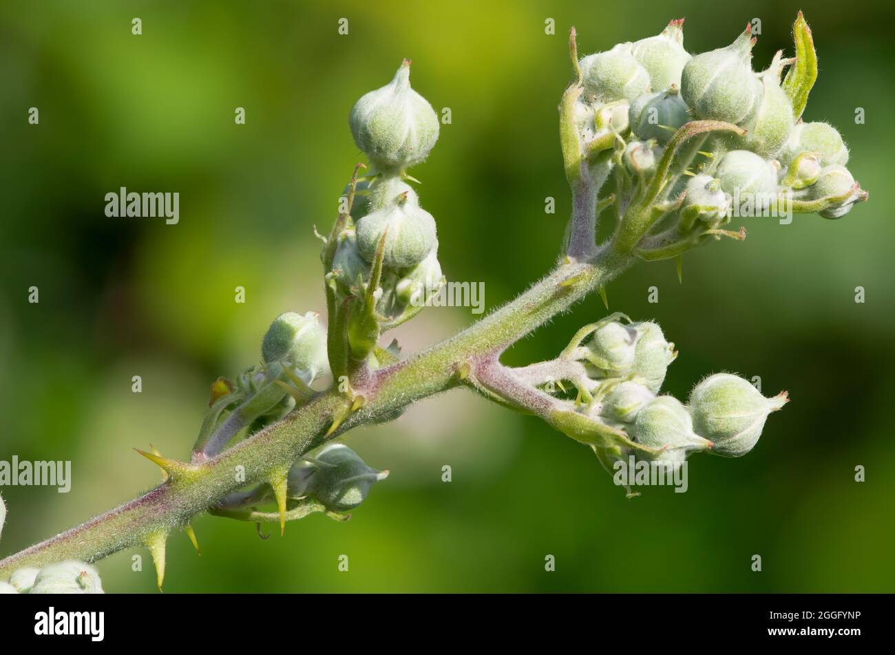 Close up of buds on a common bramble (rubus fruticosus) plant Stock ...