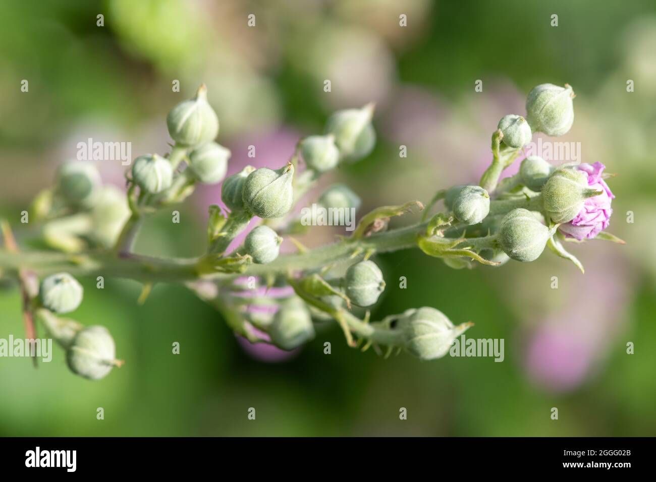 Close up of buds on a common bramble (rubus fruticosus) plant Stock ...