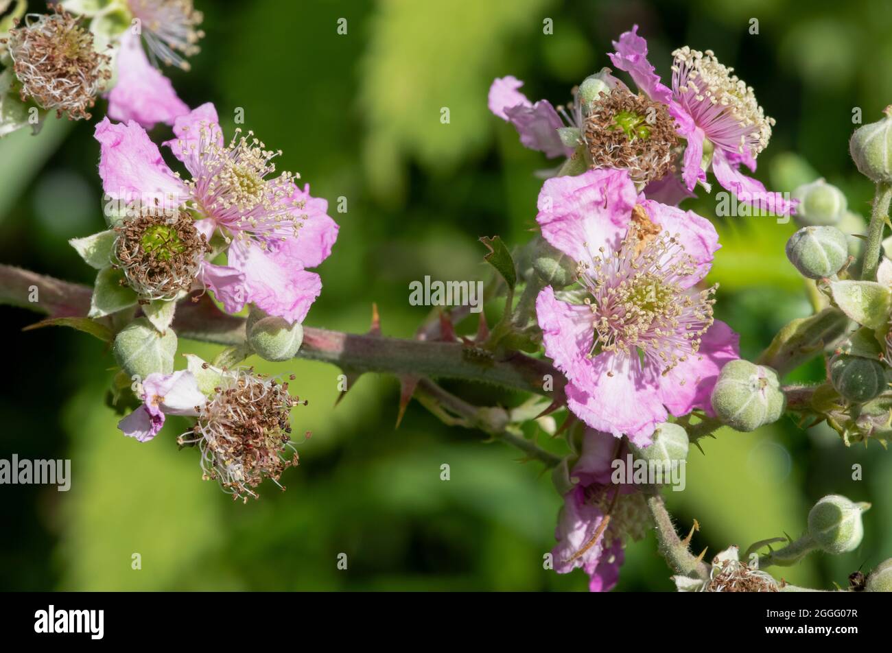Close up of pink flowers on a common bramble (rubus fruticosus) plant ...