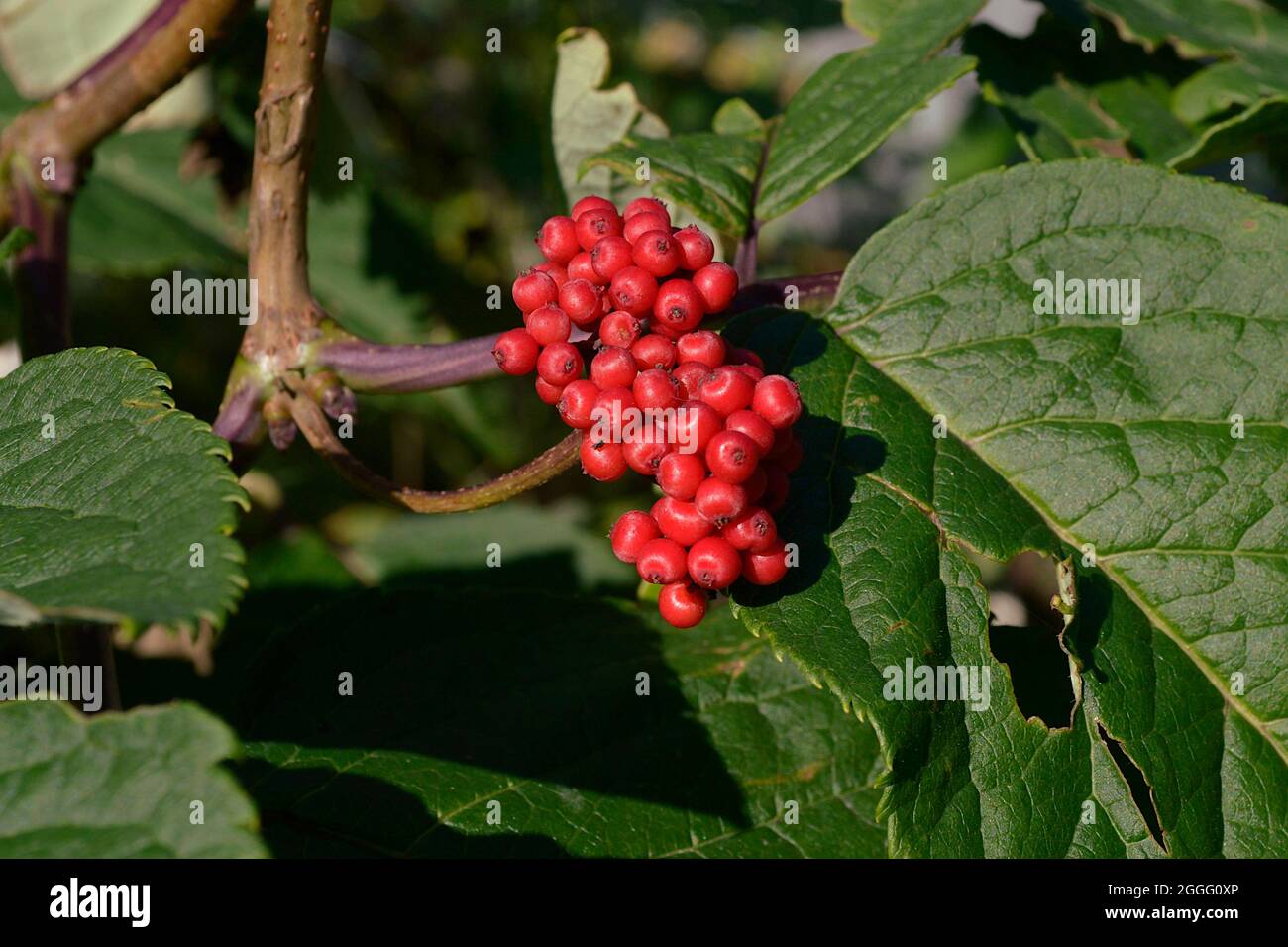 Berry trees hi-res stock photography and images - Alamy