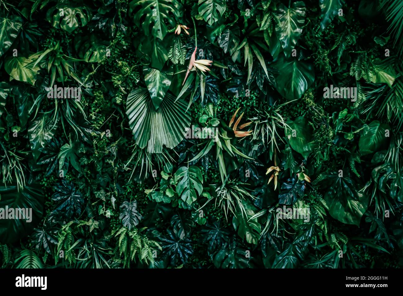 Tropical leaves as nature and environmental background, botanical ...