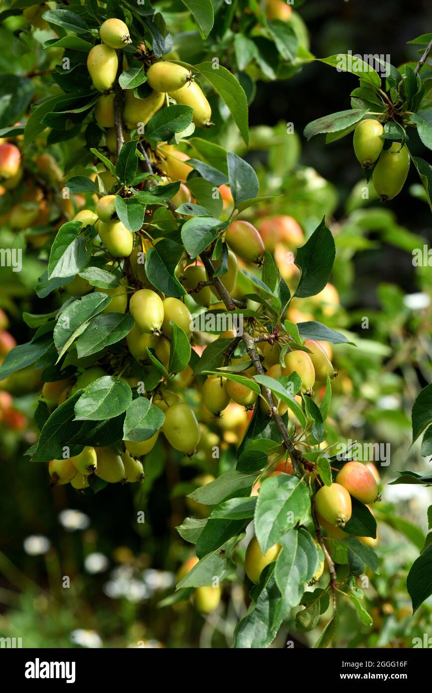 Hanging fruit hi-res stock photography and images - Alamy