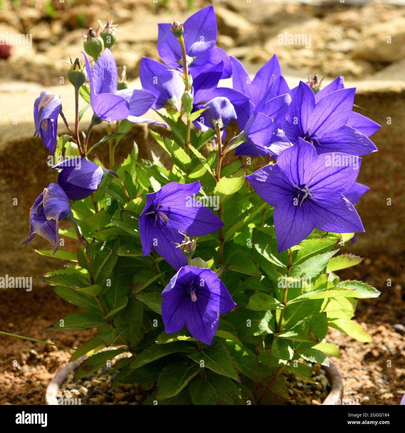The vivid blue flowers of Platycodon grandiflorus Astra Blue Stock ...
