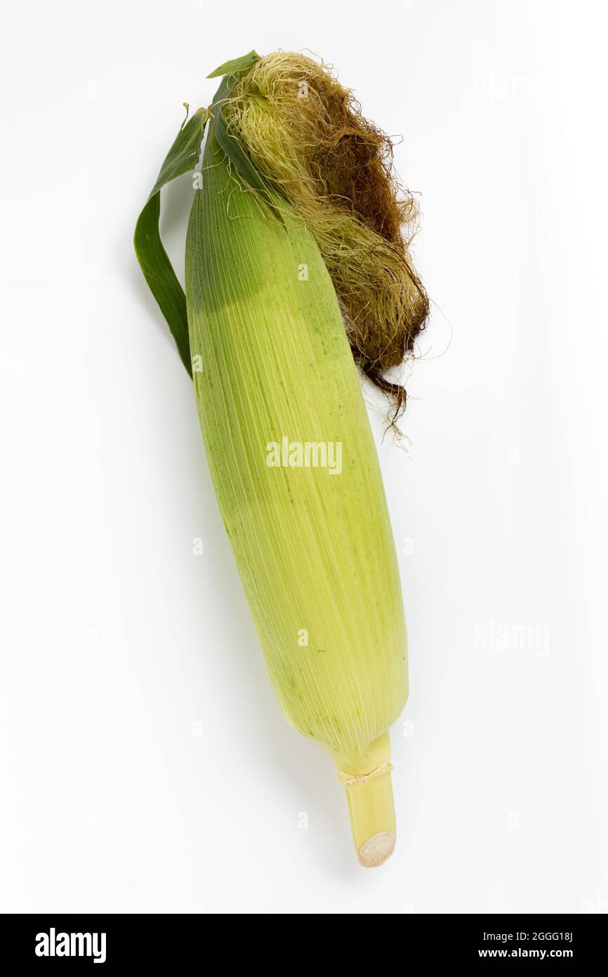 fresh corn ears with leaves isolated on white background, top view of ...