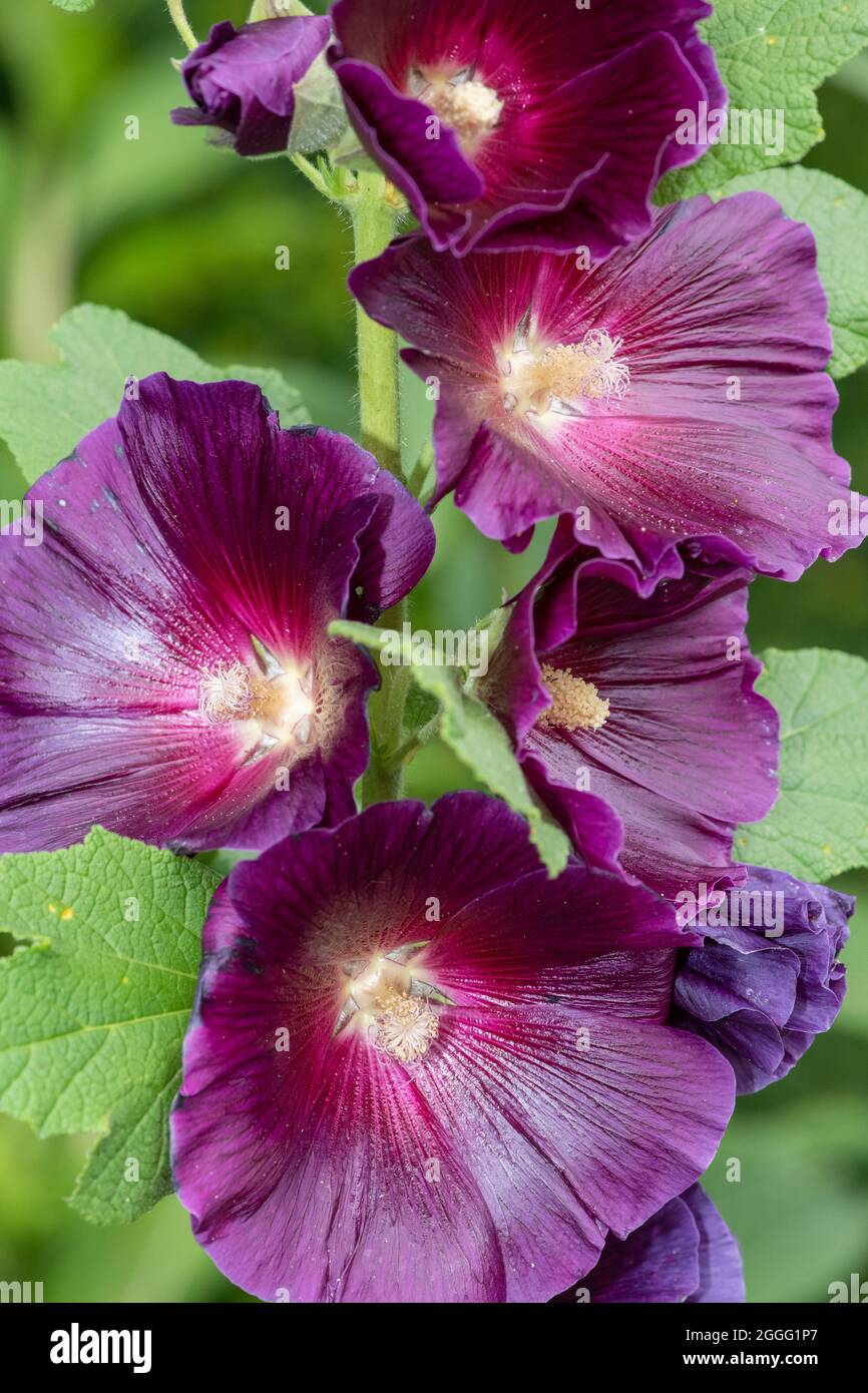 Purple Hollyhock Flower