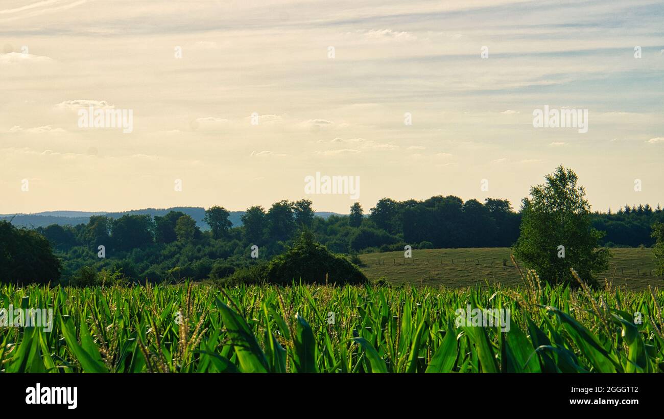 view over the cornfield into the valley. discovered in the saarland ...