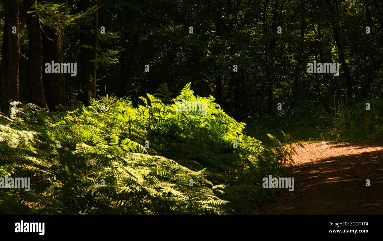 forest path in sunny light mood with fern at the wayside. A walk in the ...