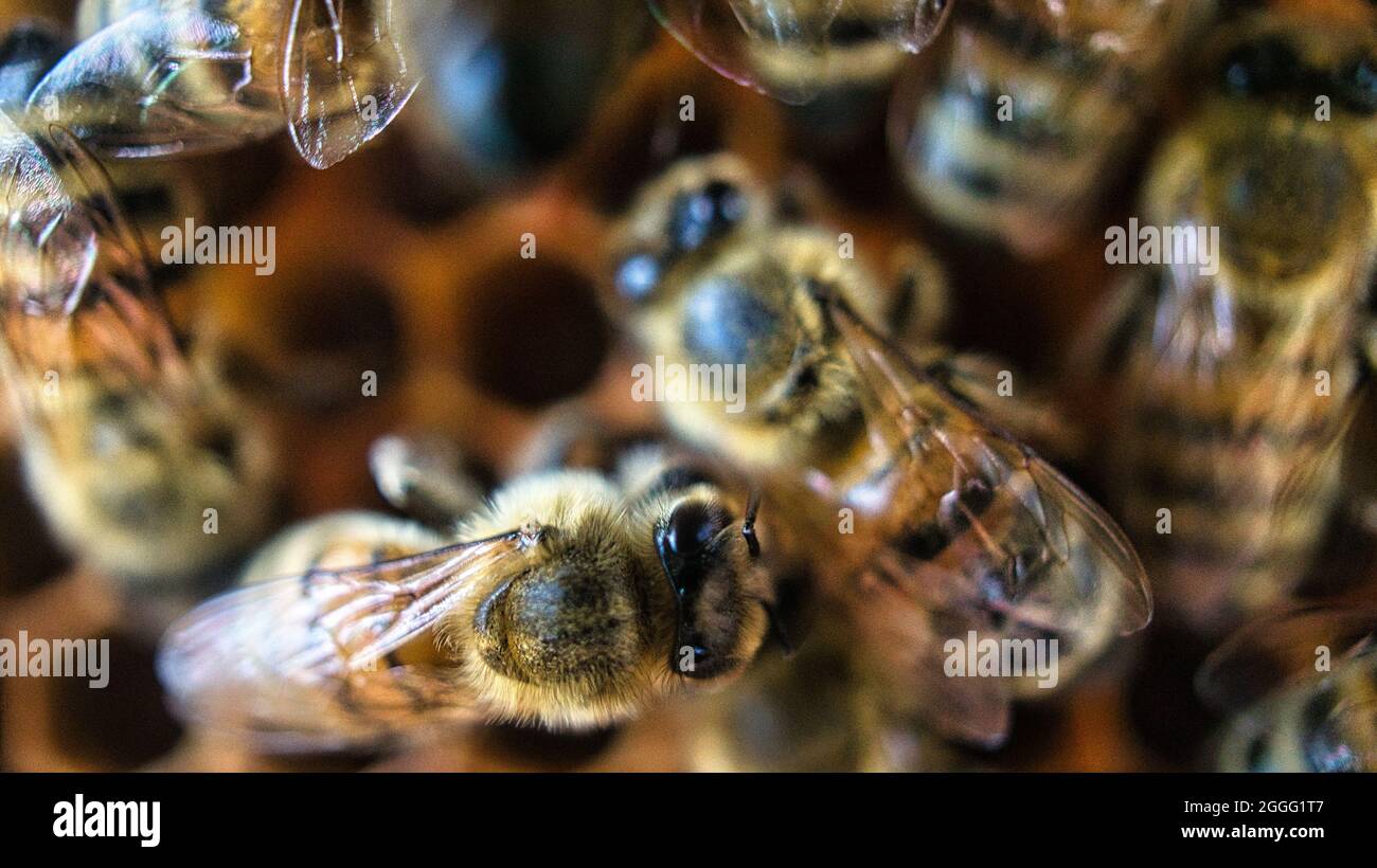 Honey bees at work on bees. Busy and industrious are the little workers ...