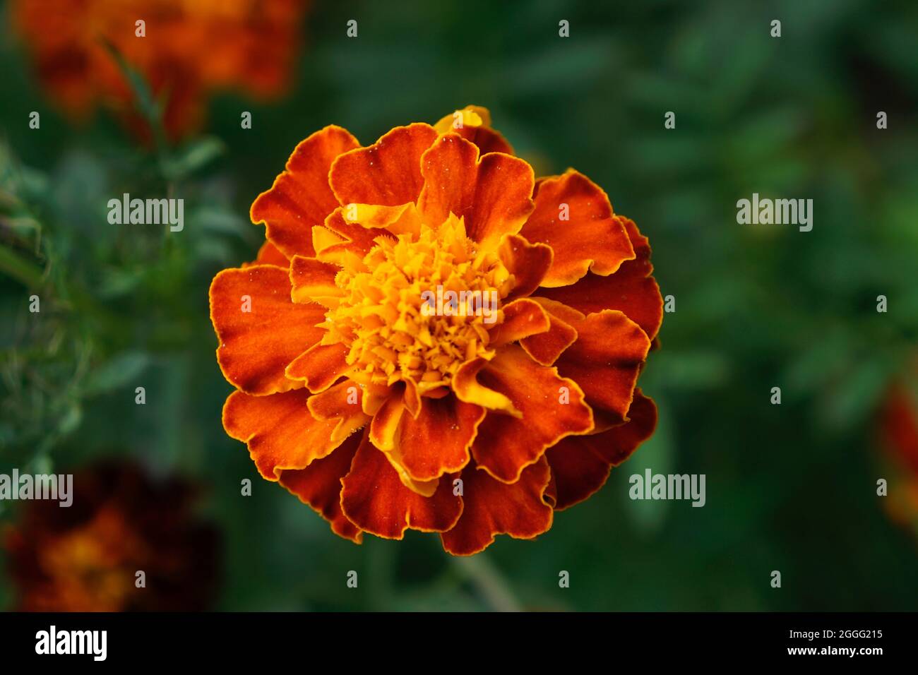 Marigolds pest control hi-res stock photography and images - Alamy
