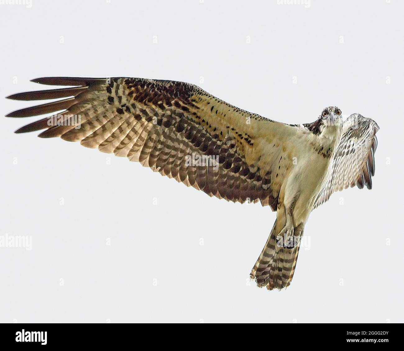 Ohio raptor hi-res stock photography and images - Alamy