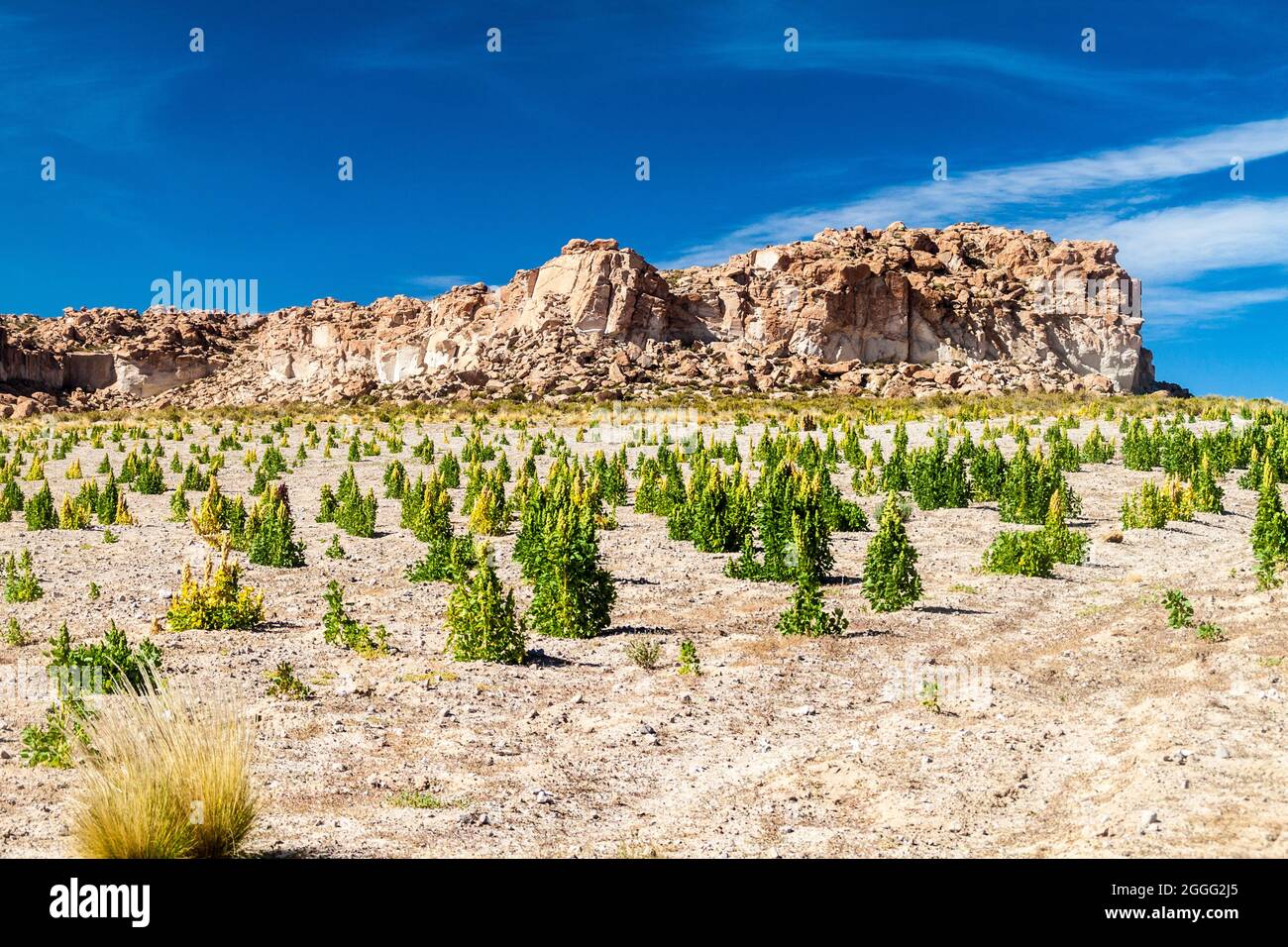 Quinoa field on bolivian Altiplano Stock Photo - Alamy