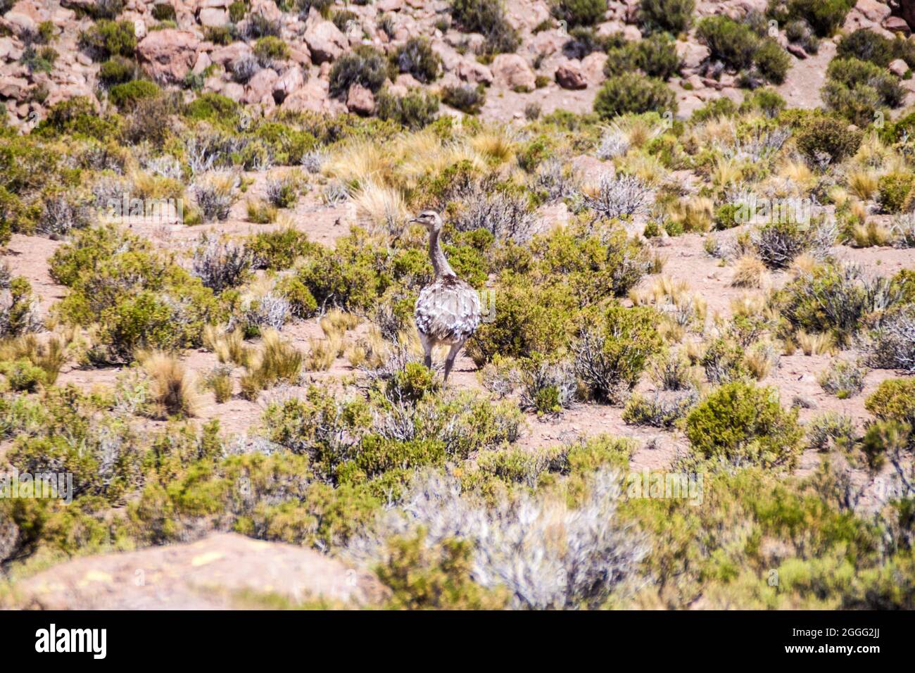Bolivian nandu hi-res stock photography and images - Alamy
