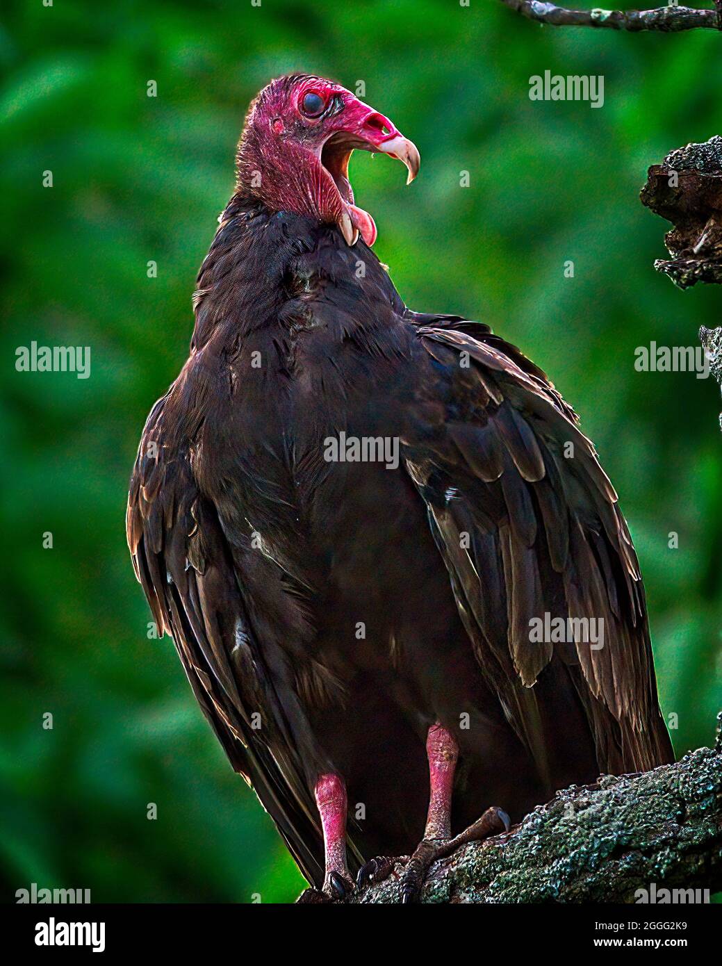 Large turkey vulture bird hi-res stock photography and images - Alamy