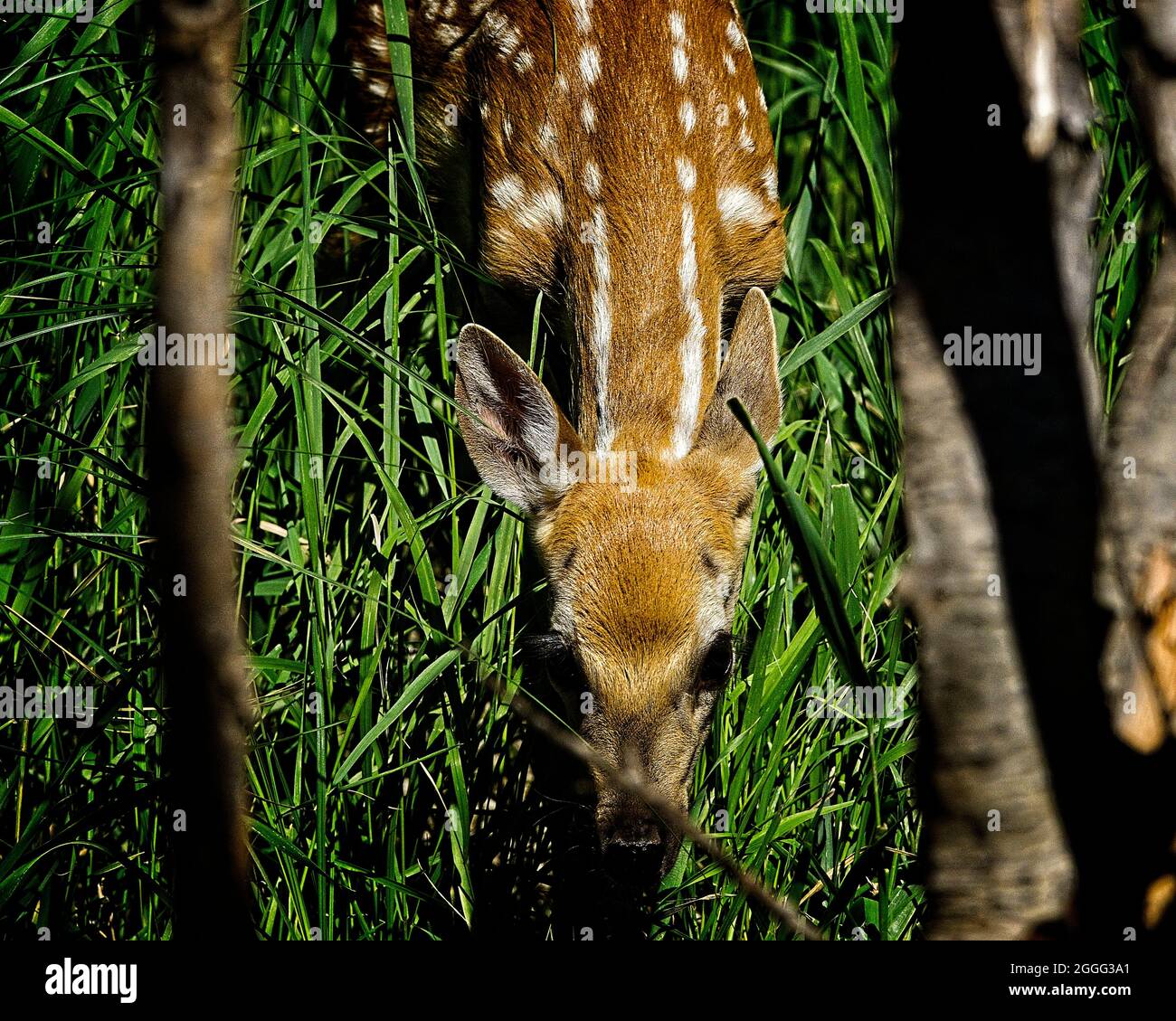 Whitetail deer antler hi-res stock photography and images - Alamy