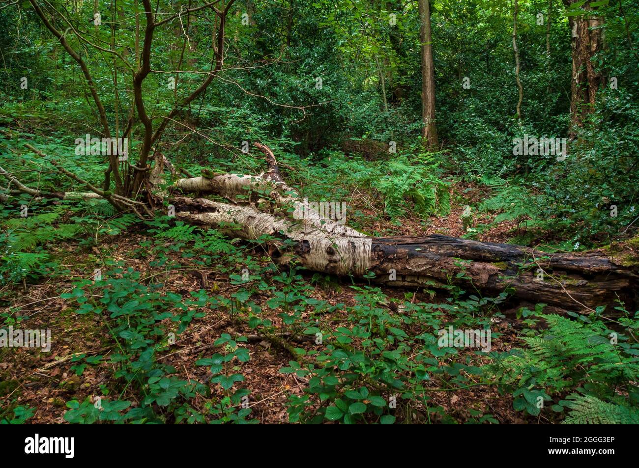 Pioneer Species Examples