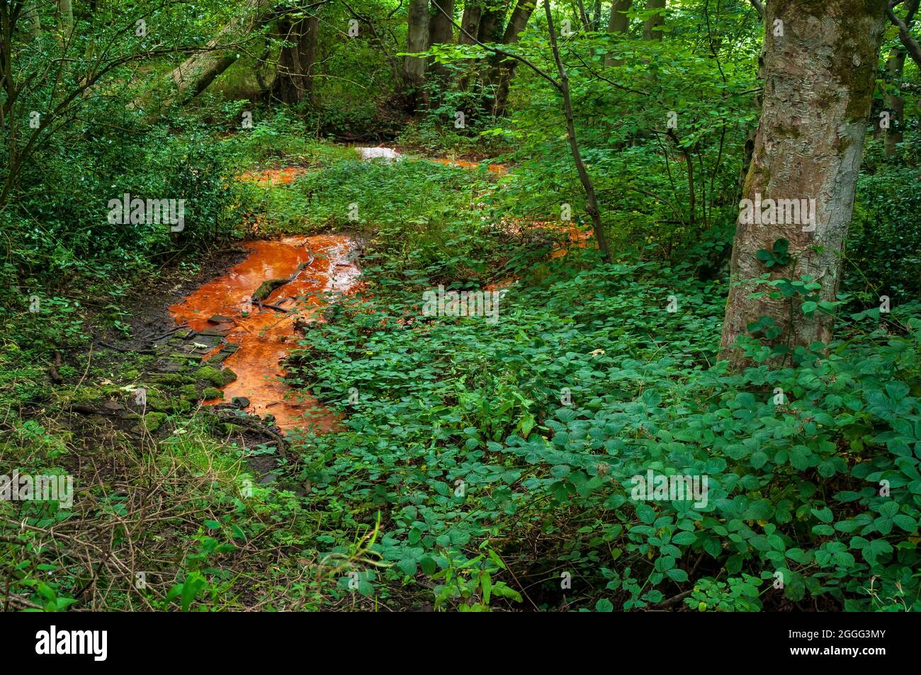 Ochreous stream, stained with iron oxide, running from old coal ...