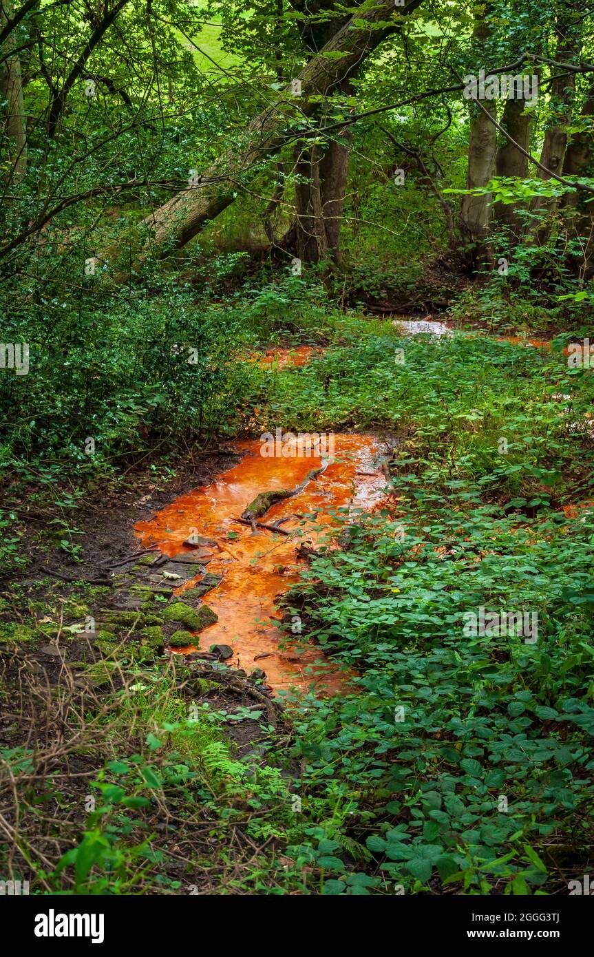 Ochreus hi-res stock photography and images - Alamy