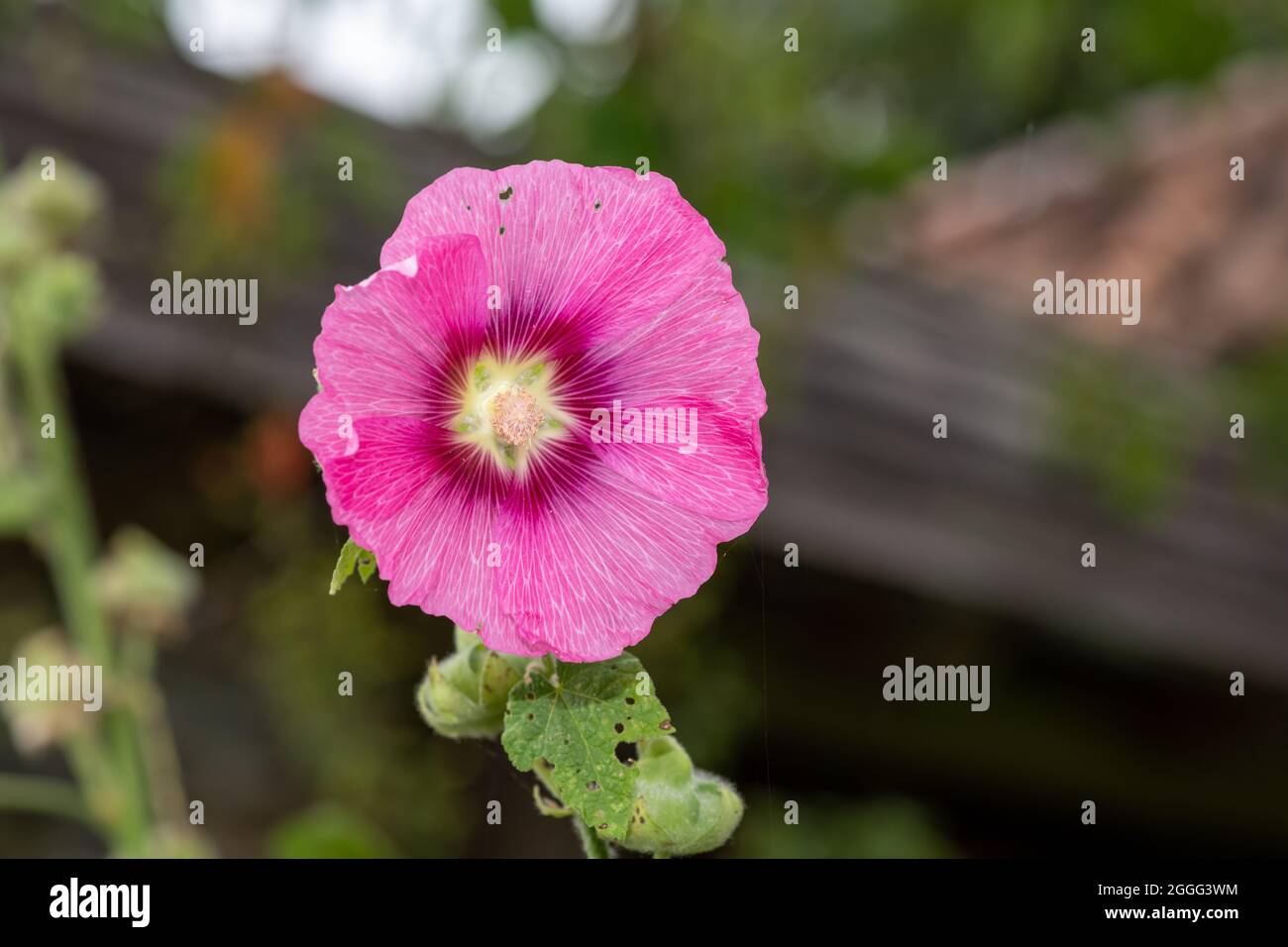 Close up of a pink common hollyhock (alcea rosea) flower in bloom Stock ...