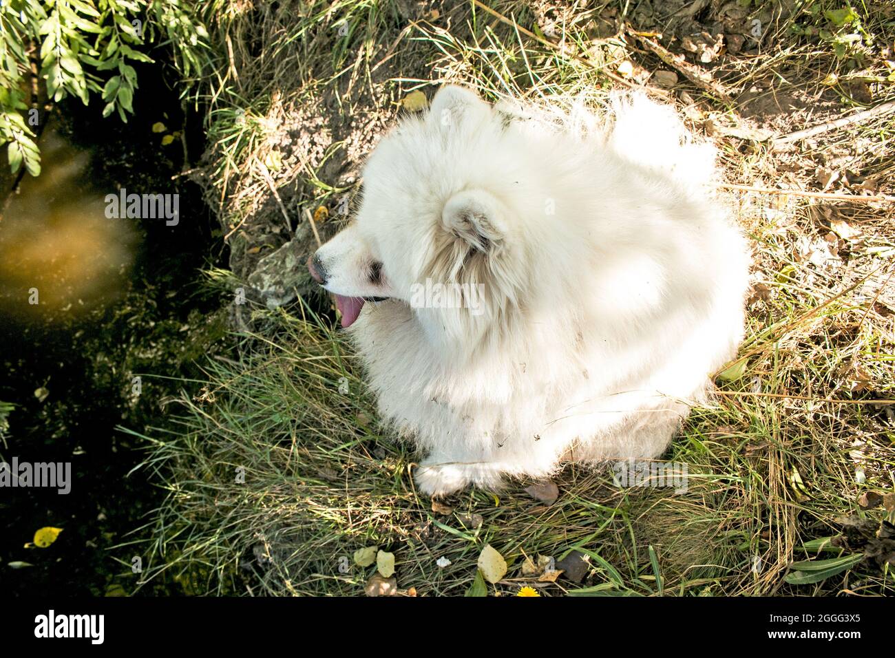 A white fluffy Siberian Samoyed husky looks friendly with a pink tongue ...