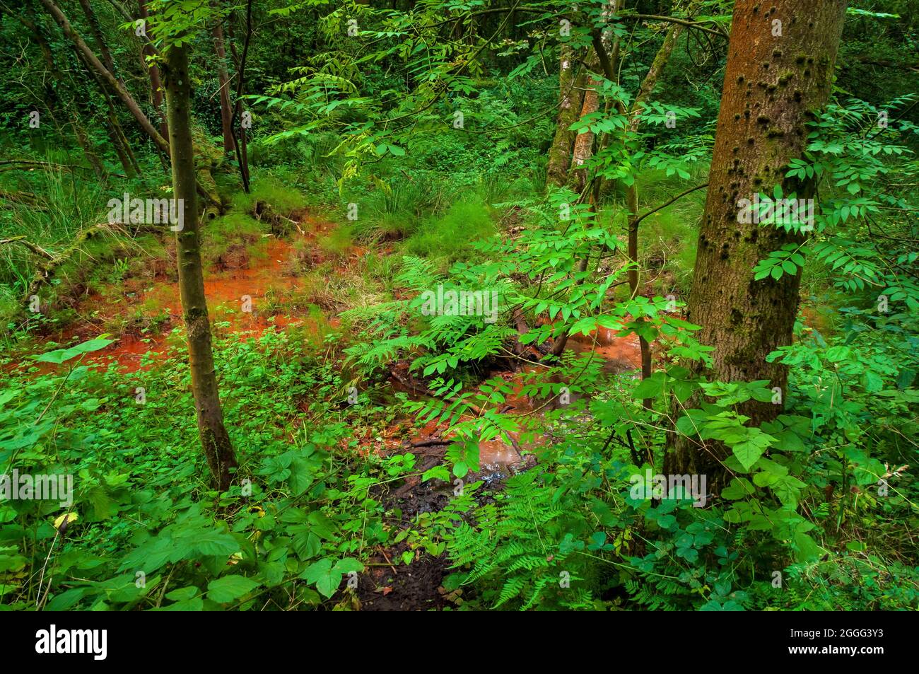Ochreous stream, stained with iron oxide, running from old coal ...