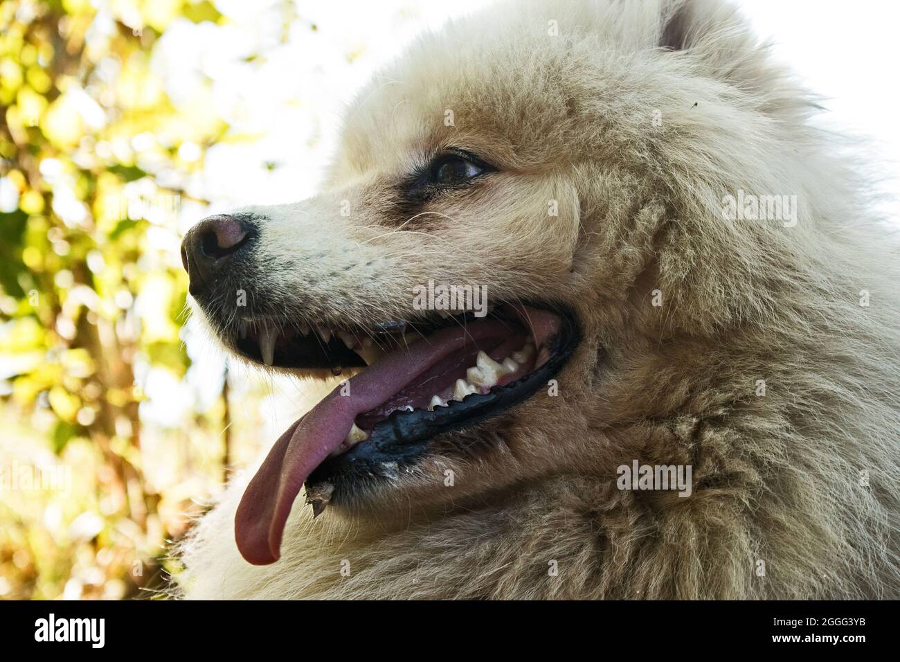 A white fluffy Siberian Samoyed husky looks friendly with a pink tongue ...