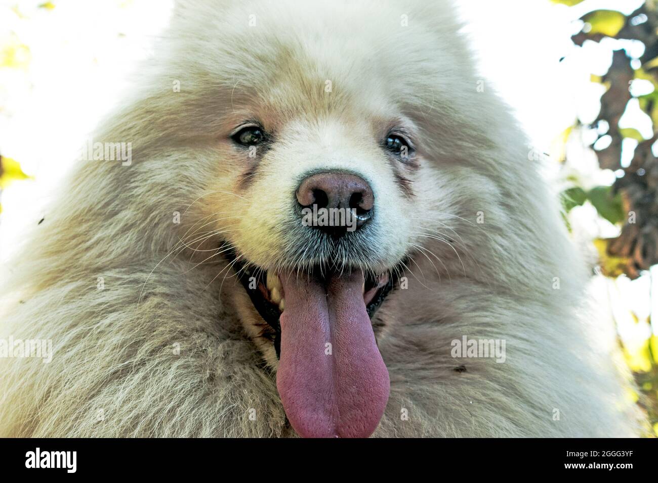 A white fluffy Siberian Samoyed husky looks friendly with a pink tongue ...