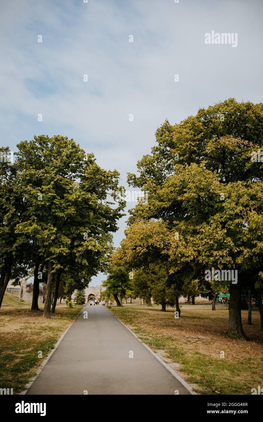 View of a long narrow road surrounded by green trees Stock Photo - Alamy