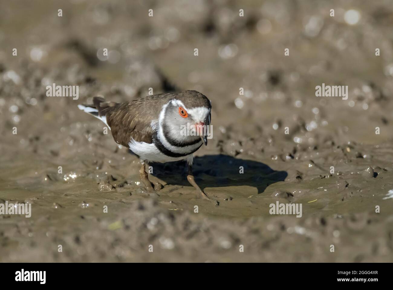 Three banded plover, (Charadrius tricollaris), Kriger National Park ...