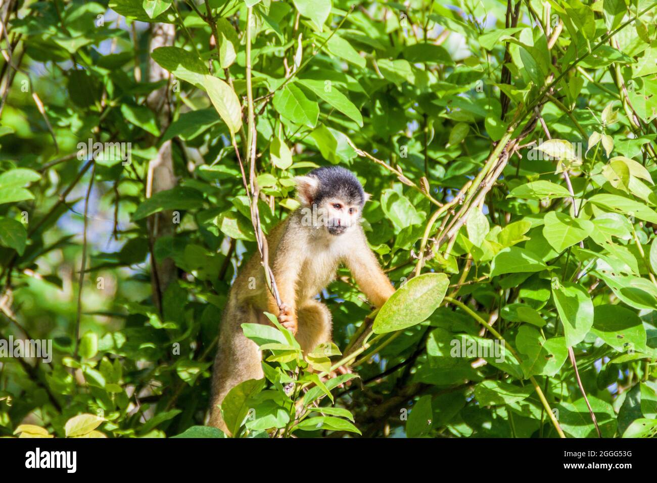 Squirrel monkey on a tree lining Yacuma river, Bolivia Stock Photo - Alamy