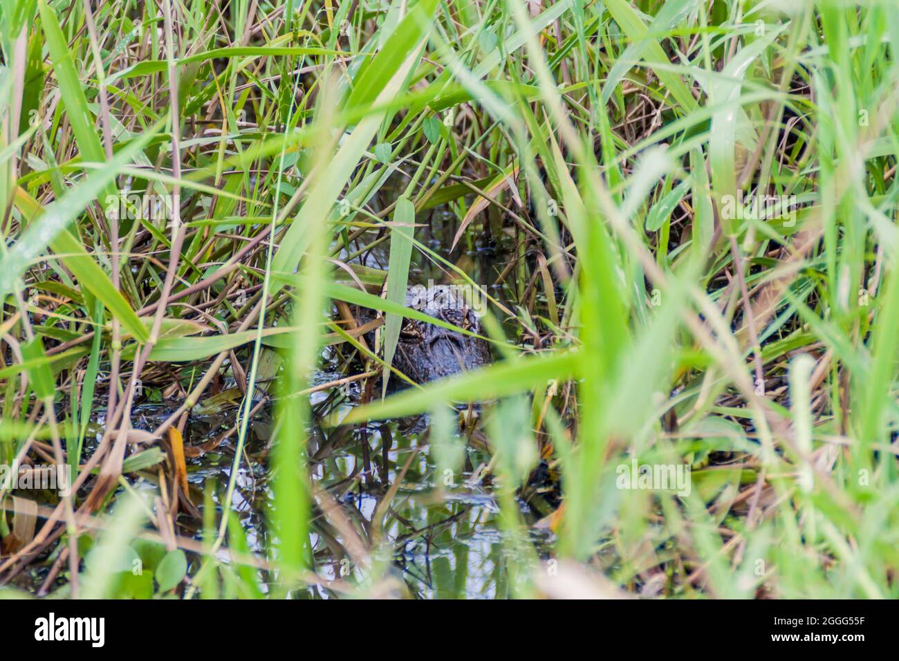 Caiman in a grassy area along Yacuma river, Bolivia Stock Photo - Alamy