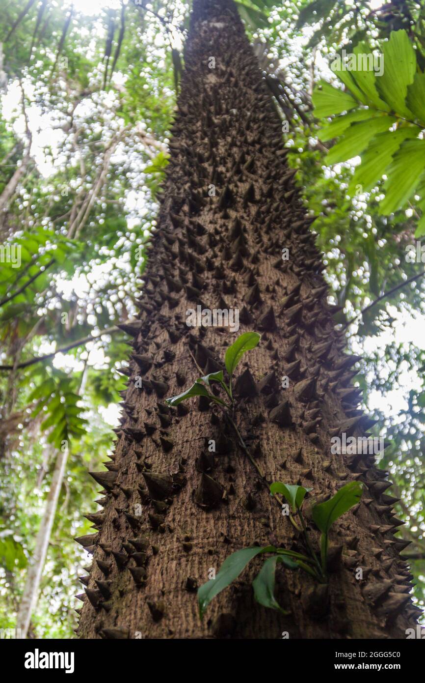 Tree trunk with spines functioning as a defense in Manu National Park ...