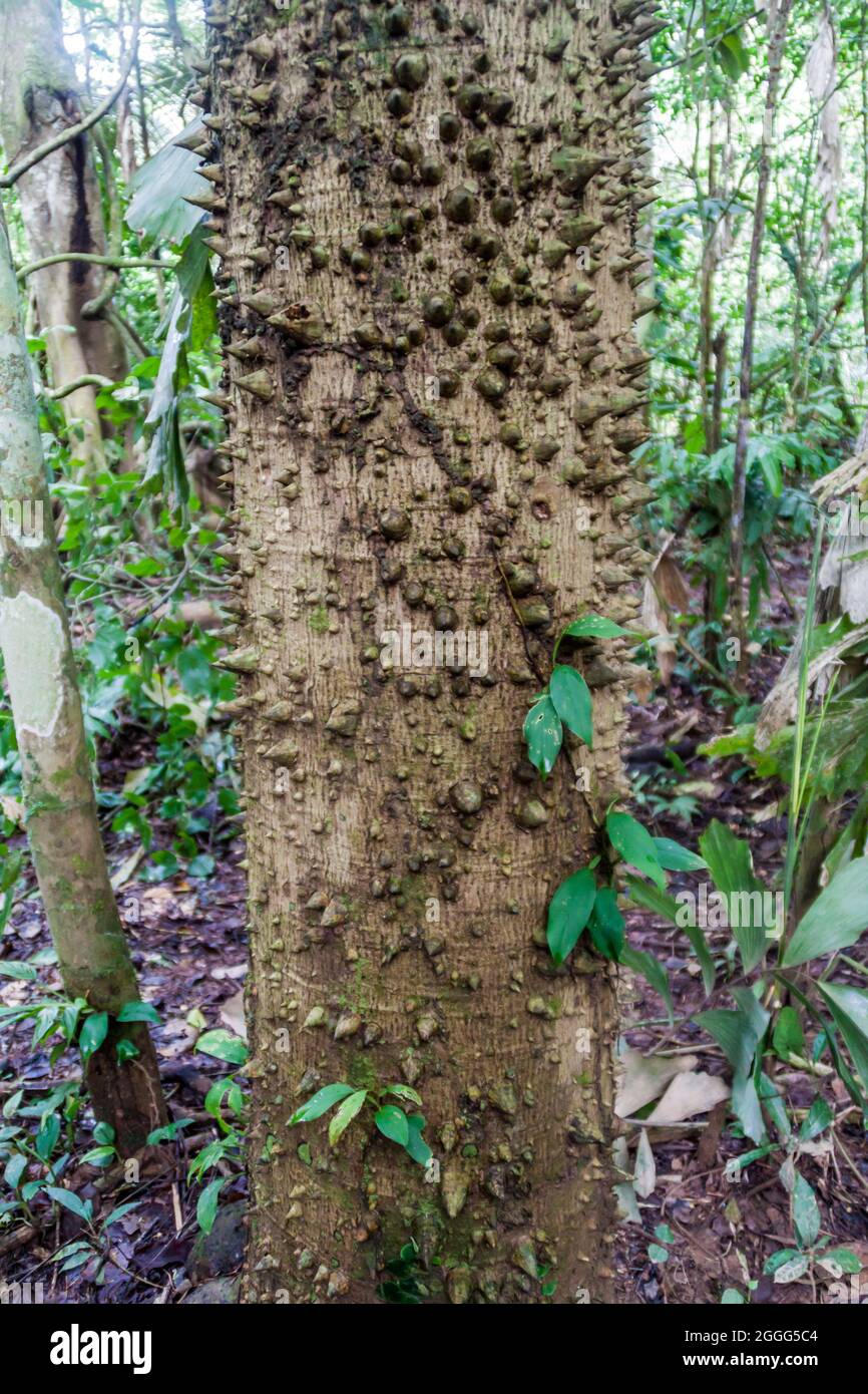 Tree trunk with spines functioning as a defense in Manu National Park ...