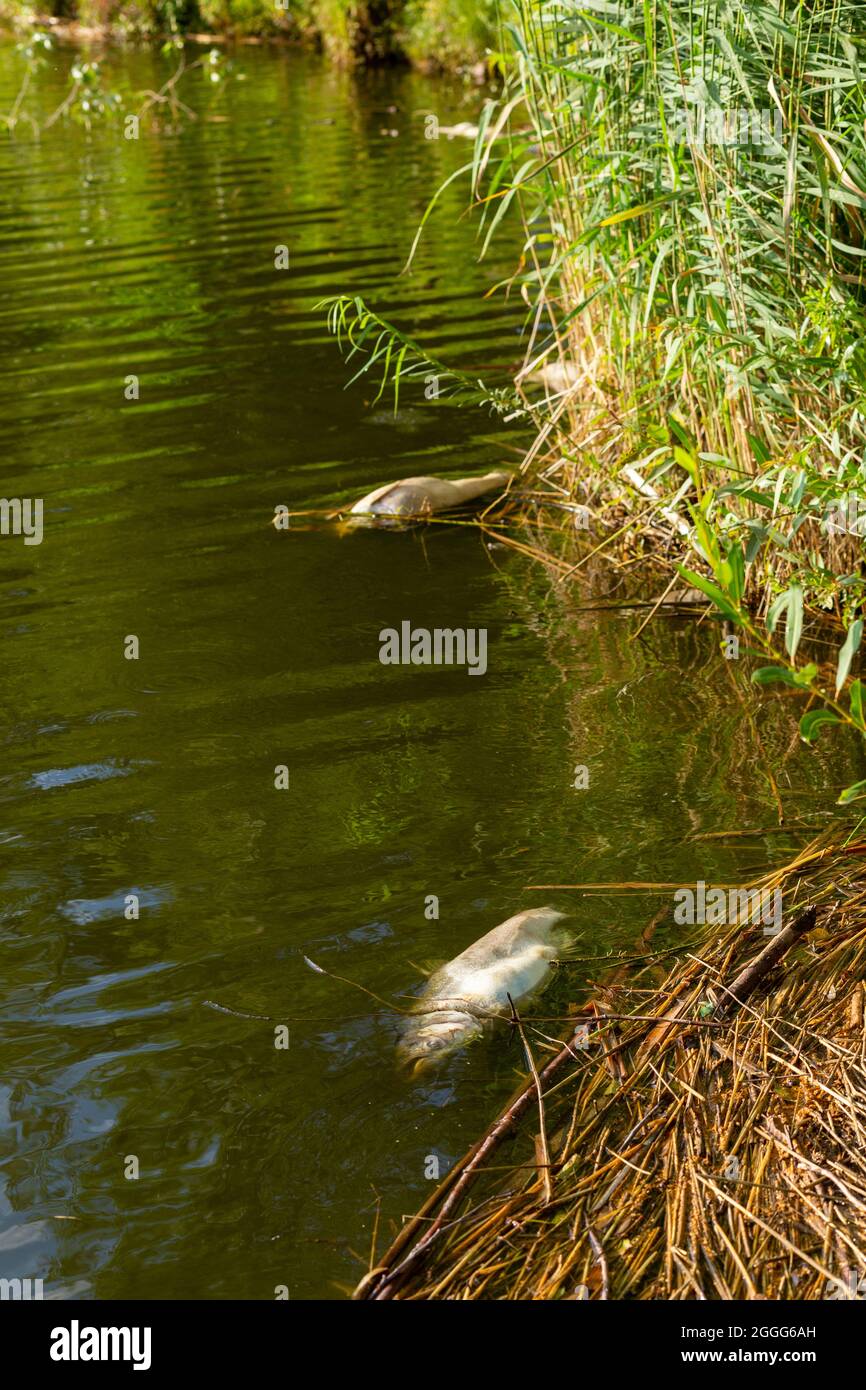 Dead rotten fish on shore of polluted lake. The fish cannot withstand ...